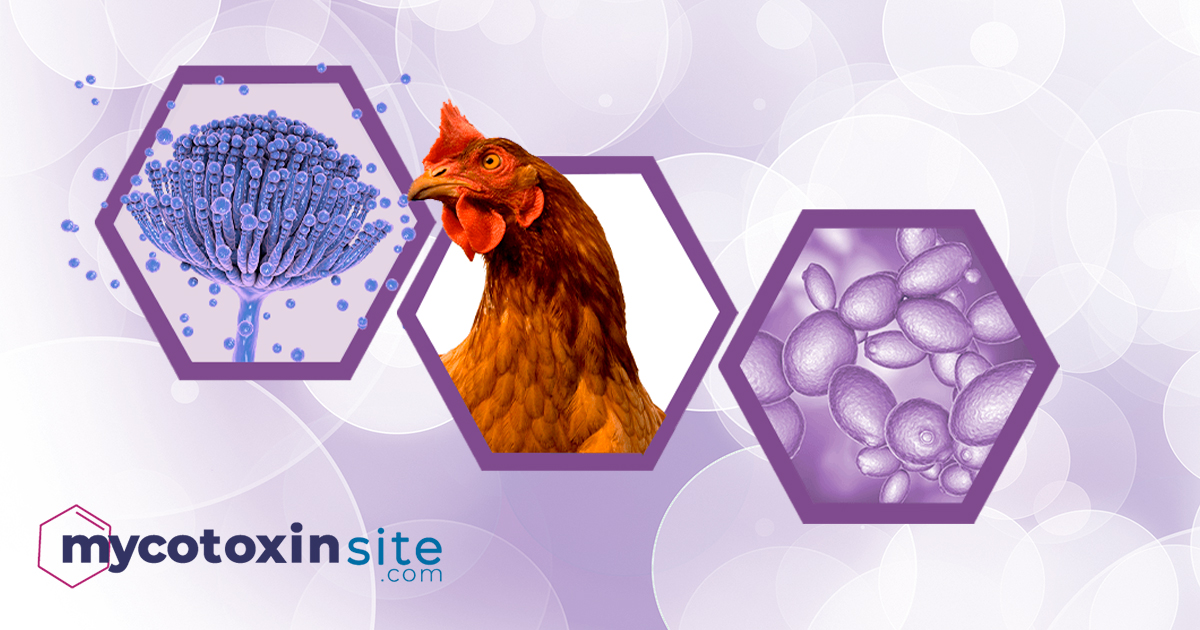 Yeasts against mycotoxigenic fungi in poultry production : MycotoxinSite