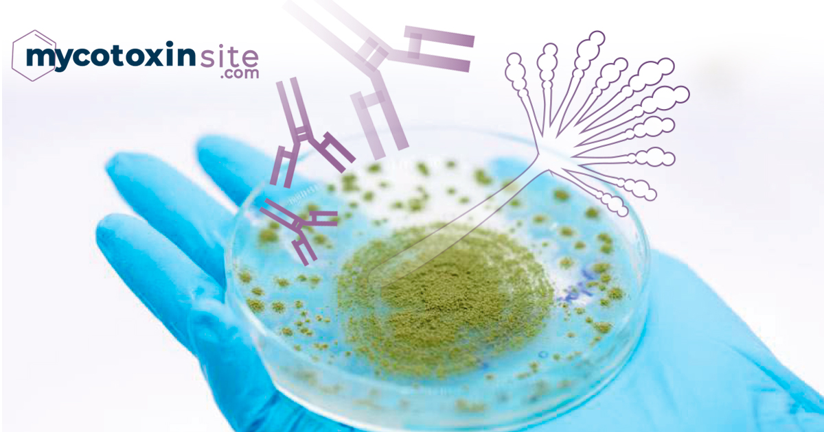 Mycotoxin detection and analysis methods - Mycotoxinsite : MycotoxinSite Mycotoxin detection and analysis methods - Mycotoxinsite : MycotoxinSite