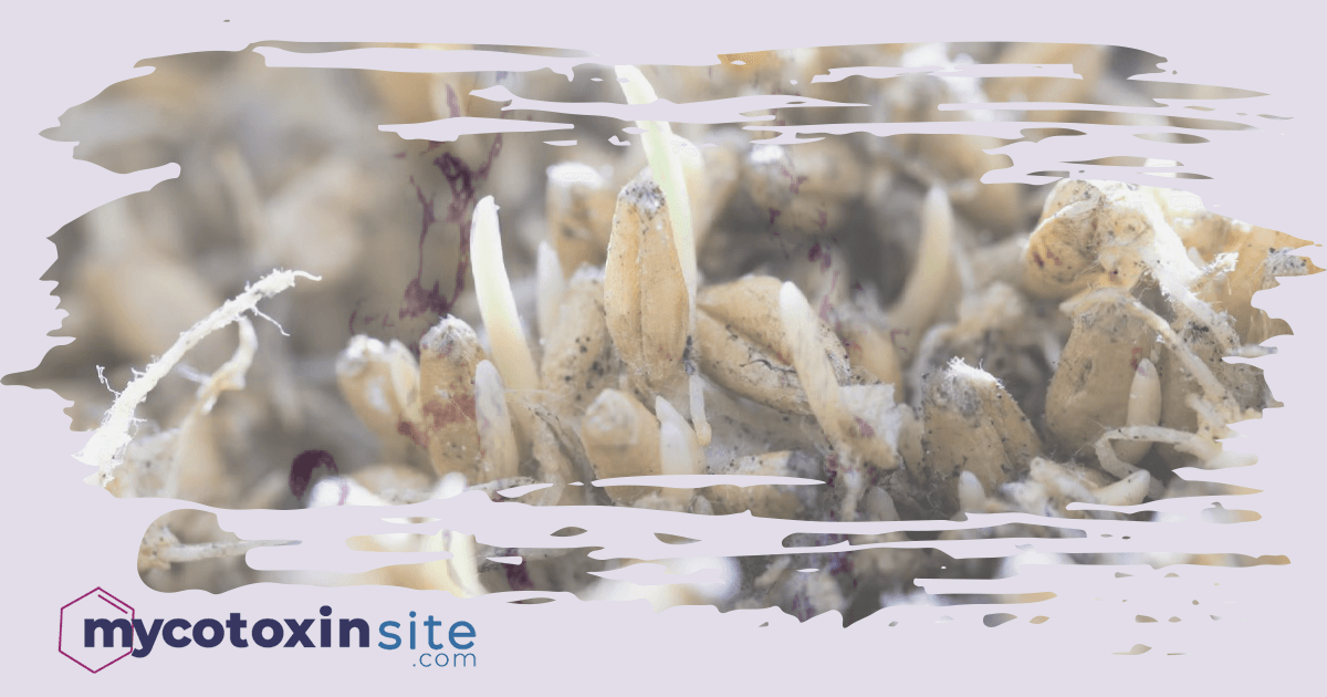 Effects of moisture on the production of T-2 and HT-2 toxins ...